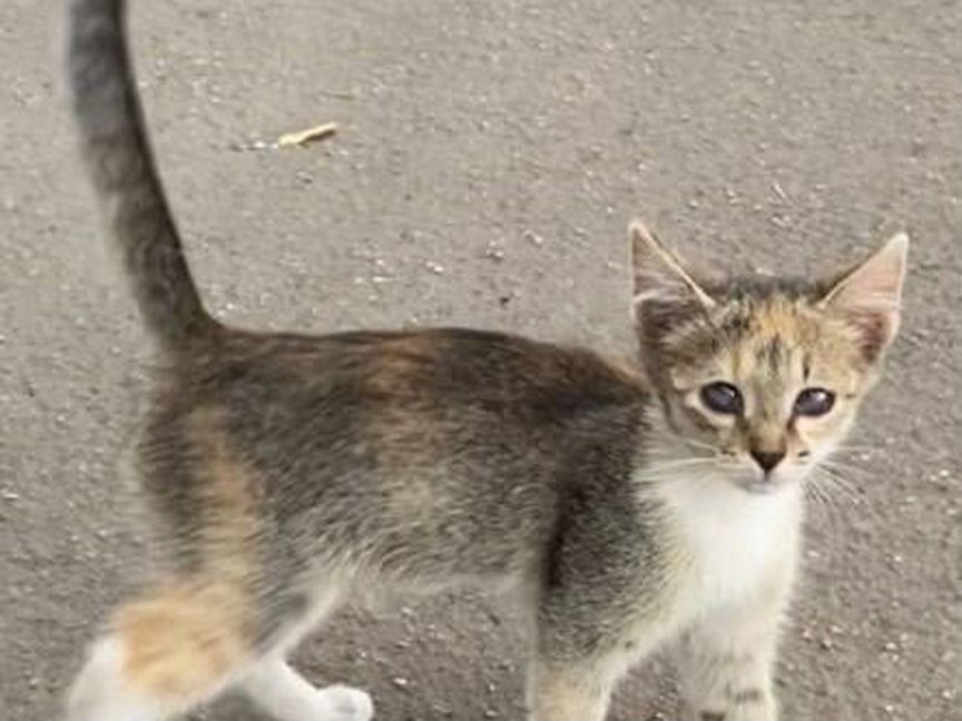 Котенок девочка в добрые руки