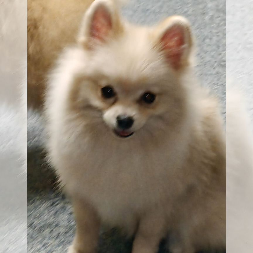 Померанский шпиц, щенок