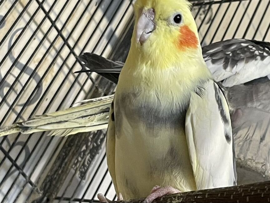 Продам самца корреллы