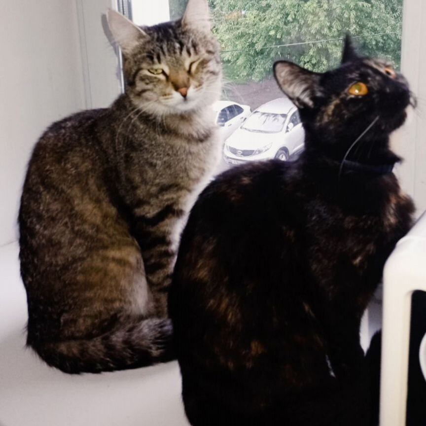 Бомбейский кот, взрослый