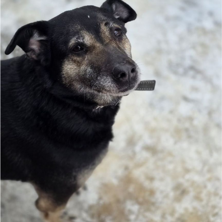 Взрослая собака в добрые руки