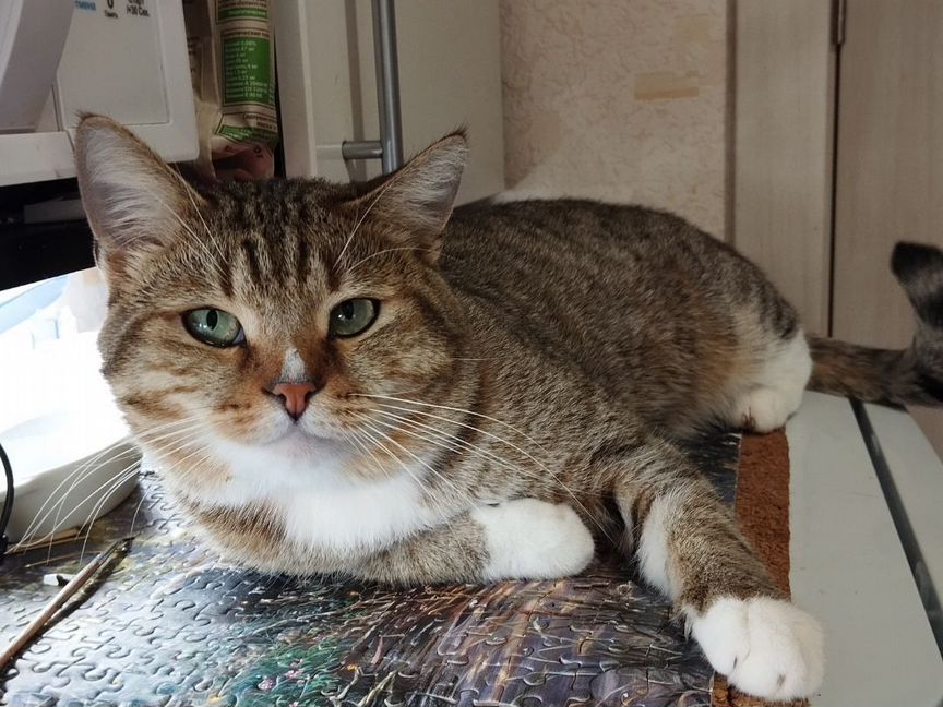 Котик в добрые руки