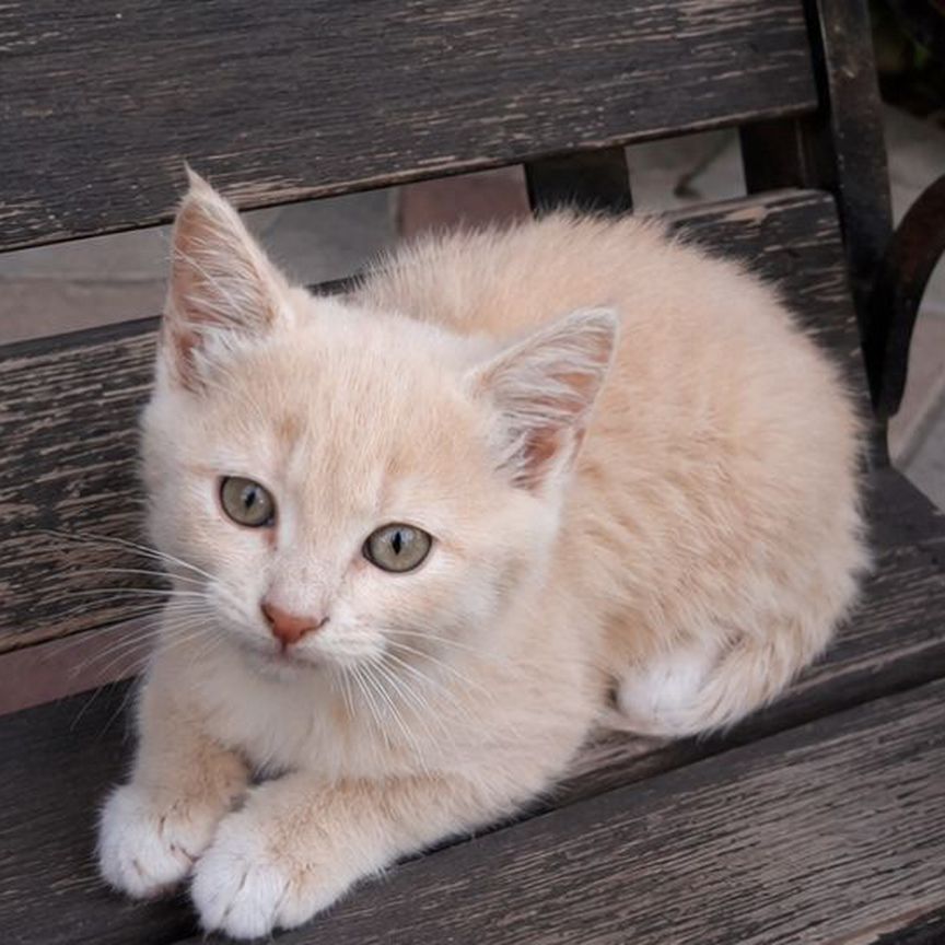 Британский короткошёрстный котёнок