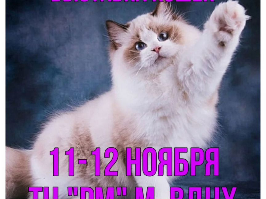 11-12 ноября выставка кошек ВДНХ