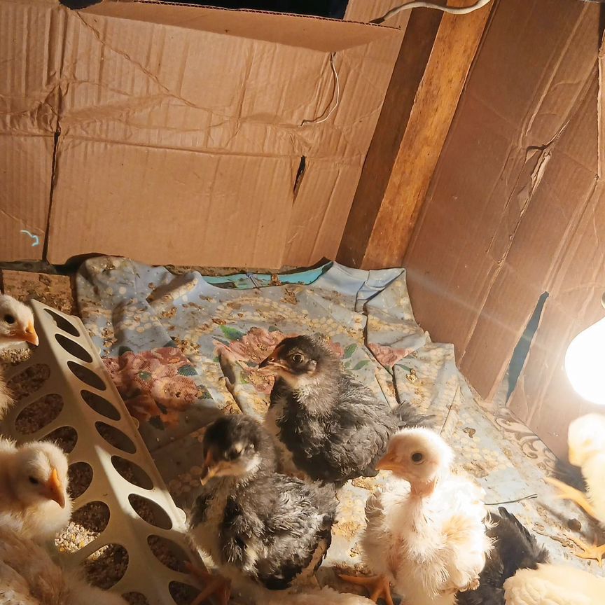 Цыплята 3недели