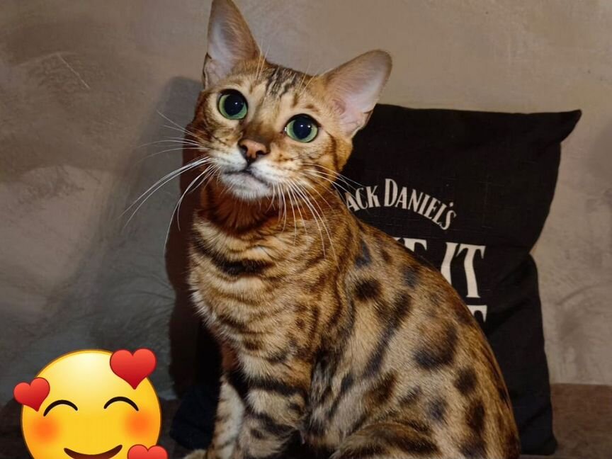 Бенгальские котята