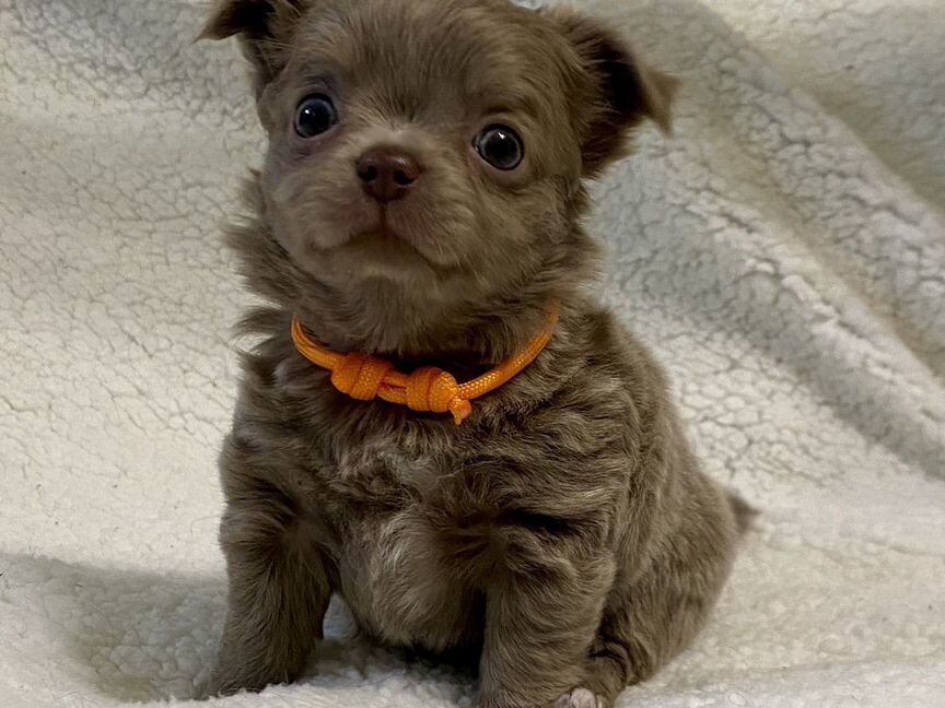 Лиловые девочки чихуахуа