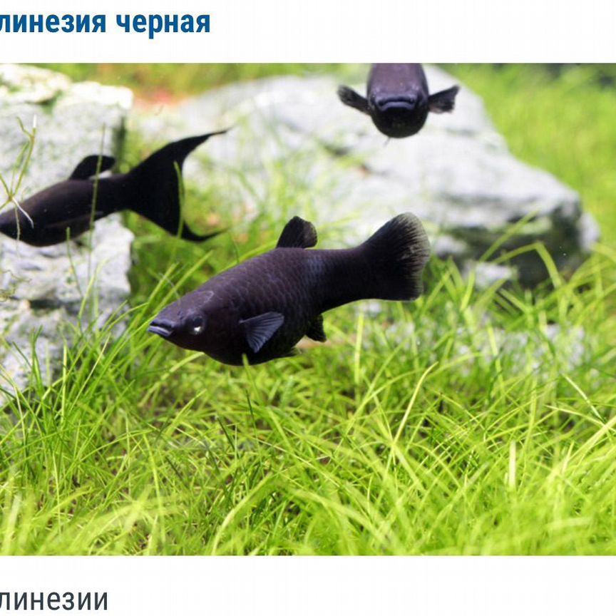 Отдам бесплатно 2 рыбки