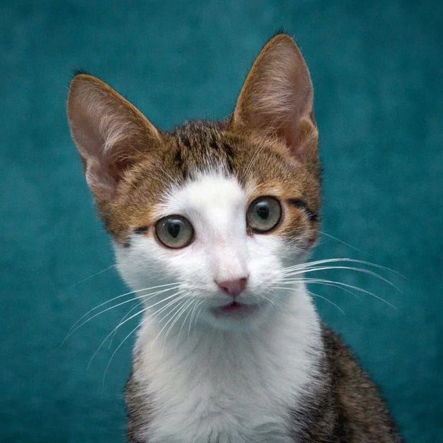 Котенок Ластик любит помурчать