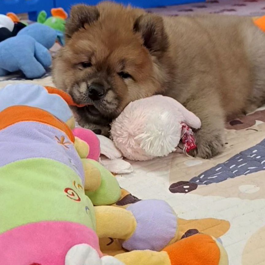 Чау-чау, щенок