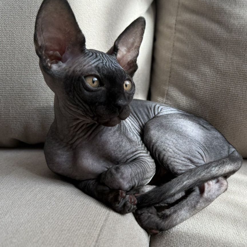 Канадский сфинкс котёнок