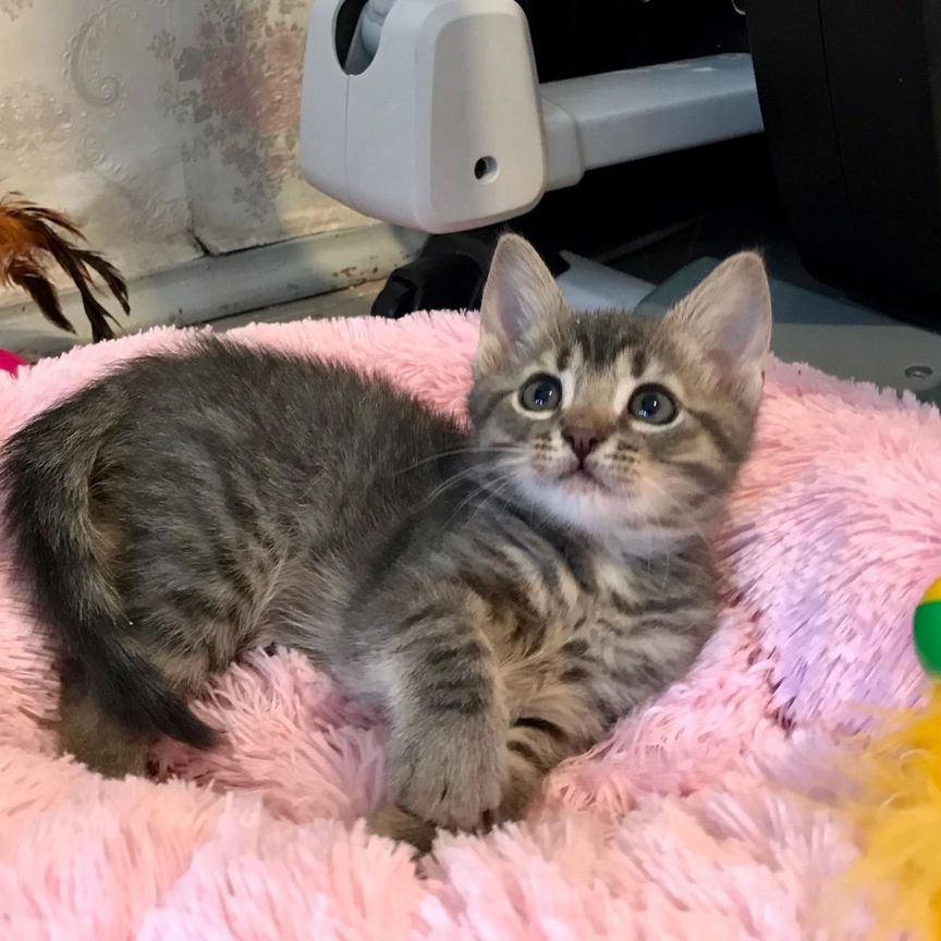 Маленькая принцесса