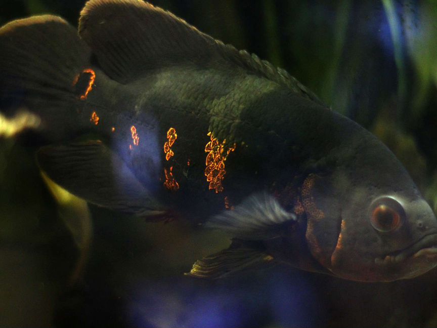 Астронотус павлиний глаз