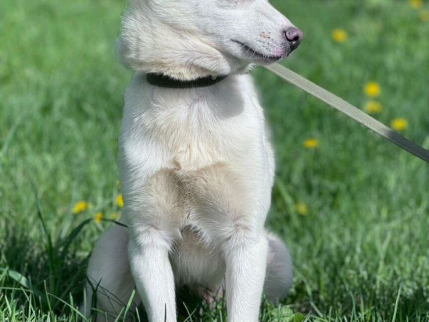 Собачка мечтает о доме