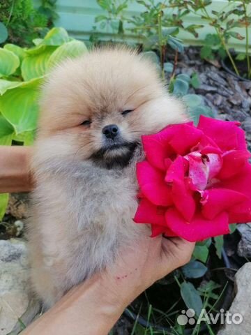 Померанский шпиц медвежьего типа