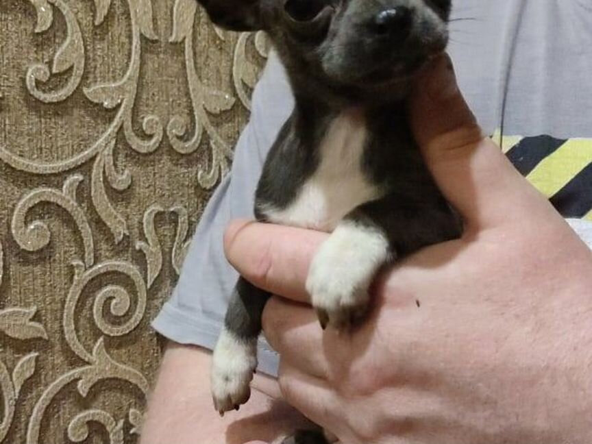 Минички девочки чихуа