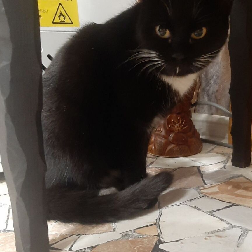 Сибирский котёнок