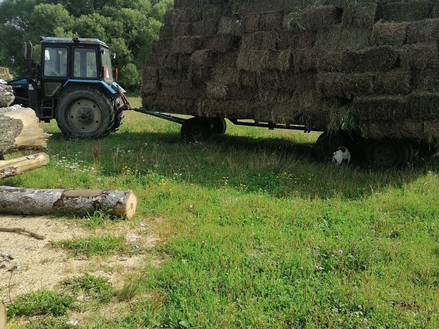 Сено в тюках