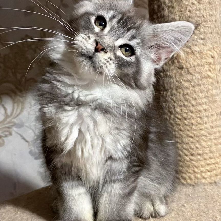 Шикарная серебряная девочка