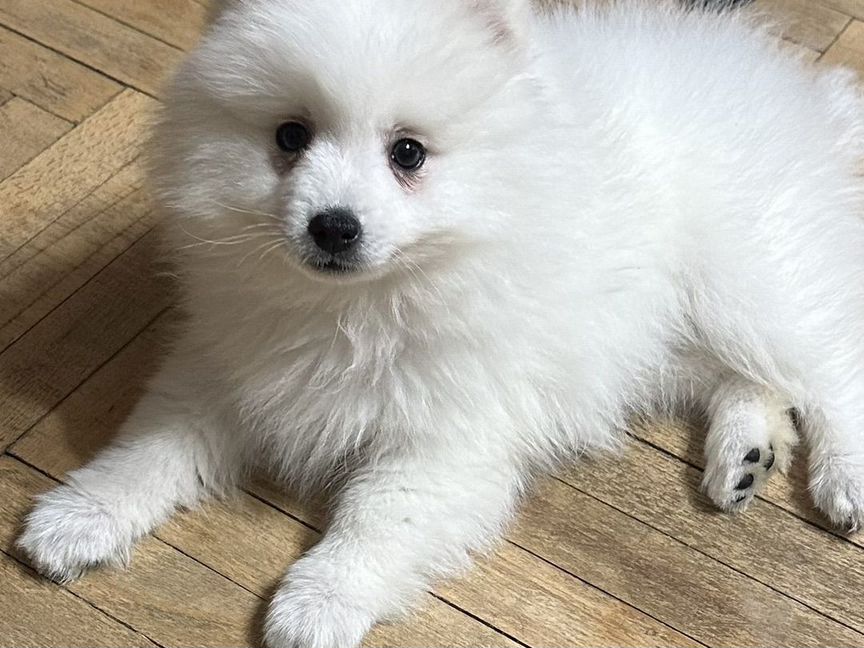 Сука японского шпица с документами РКФ