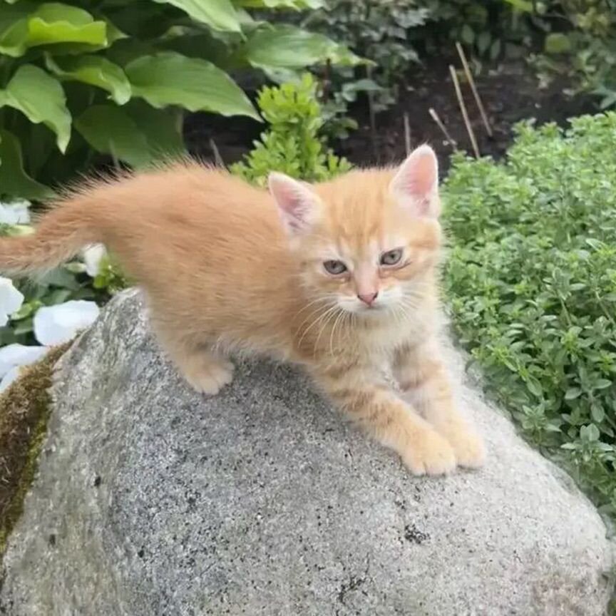 Котёнок в добрые руки