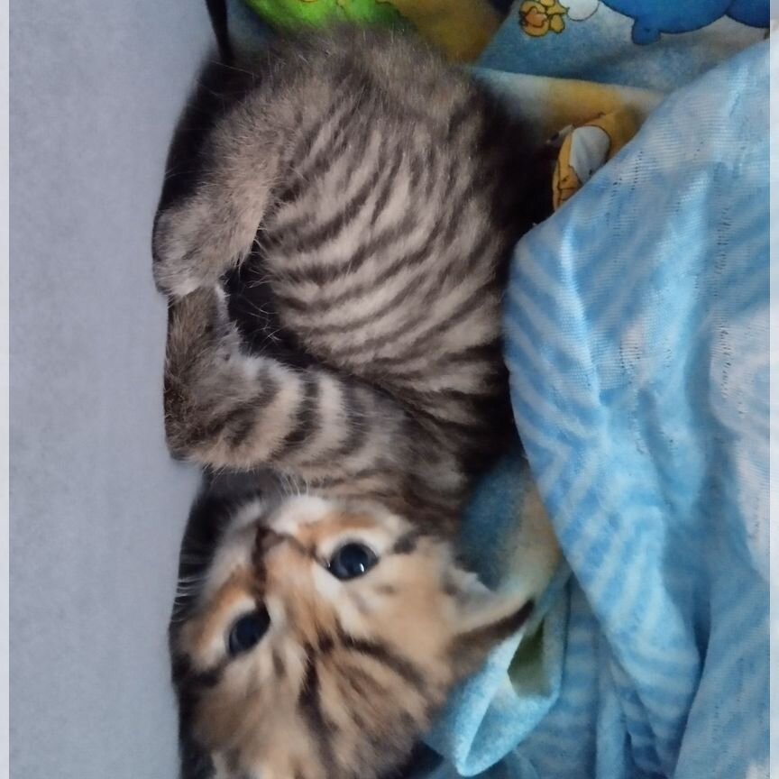 Шотландский прямоухий короткошёрстный котёнок