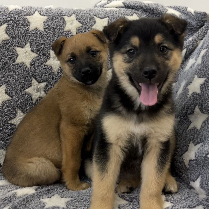 Щенки девочки 2 месяца