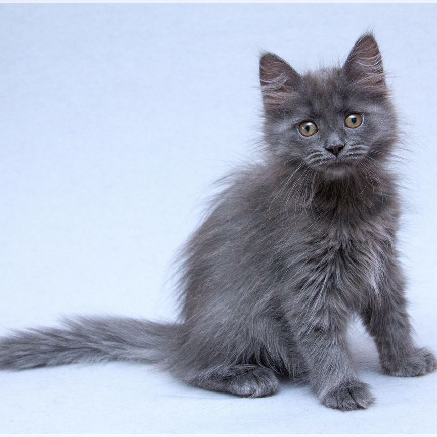 Сибирский котёнок