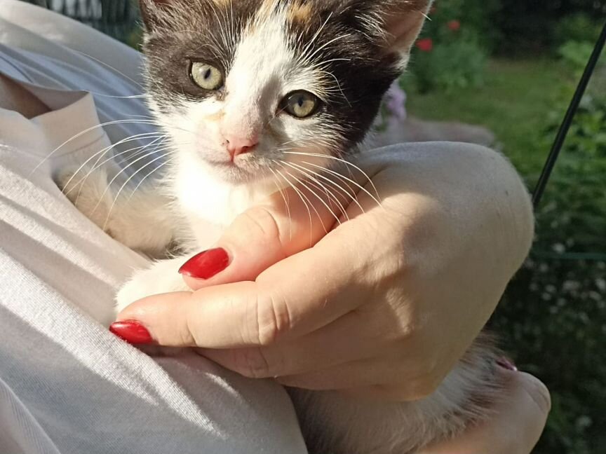 Трехцветная кошечка