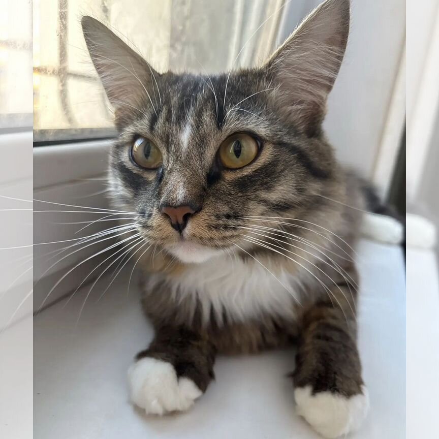 Сибирский котёнок