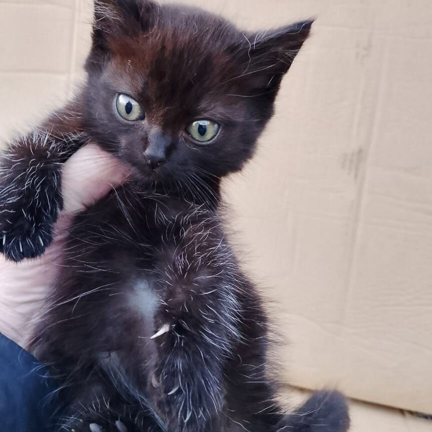 Котята в добрые руки бесплатно