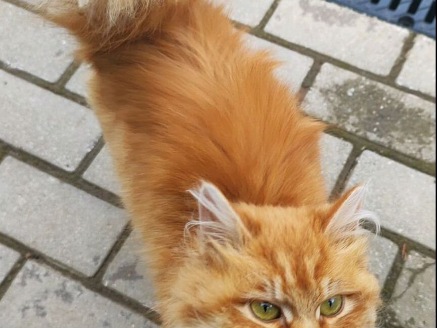 Кот (кошка) в добрые руки бесплатно