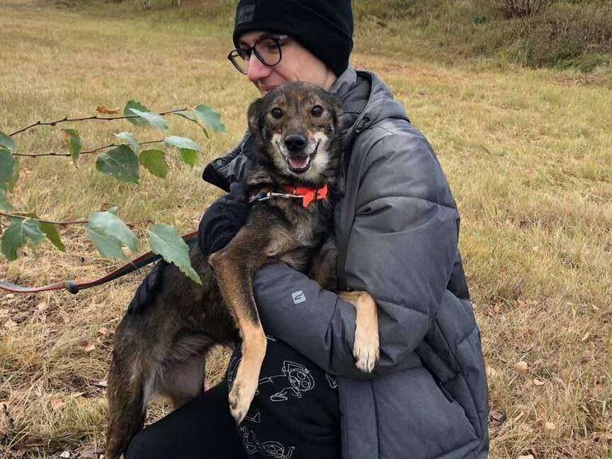 Фиби ищет дом (собака из приюта)