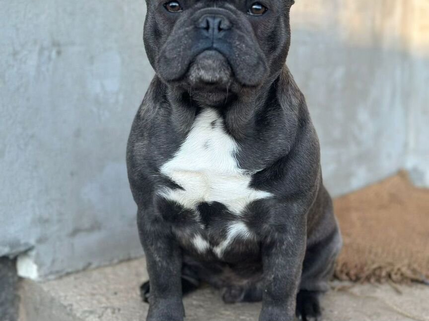 Французский бульдог