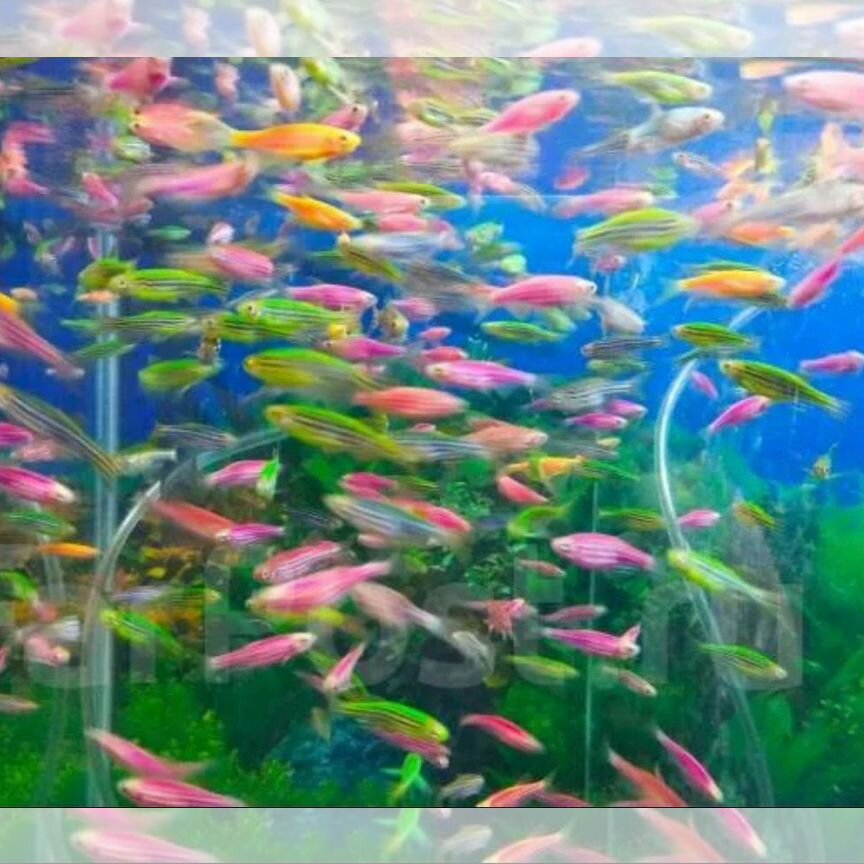 Рыбки данио