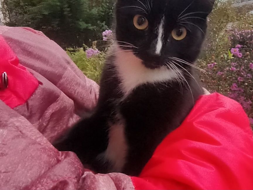 Котенок 5 мес ищет дом