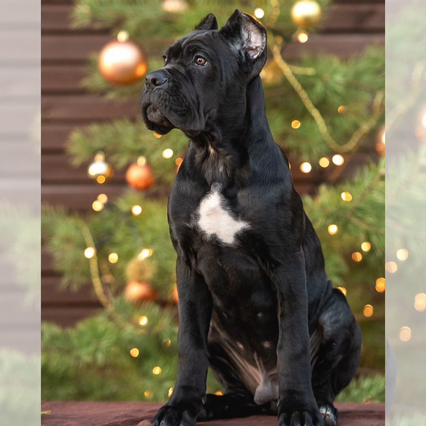 Кане-корсо, щенок