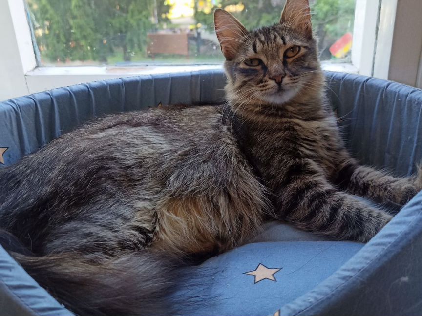 Кошечка Лиза