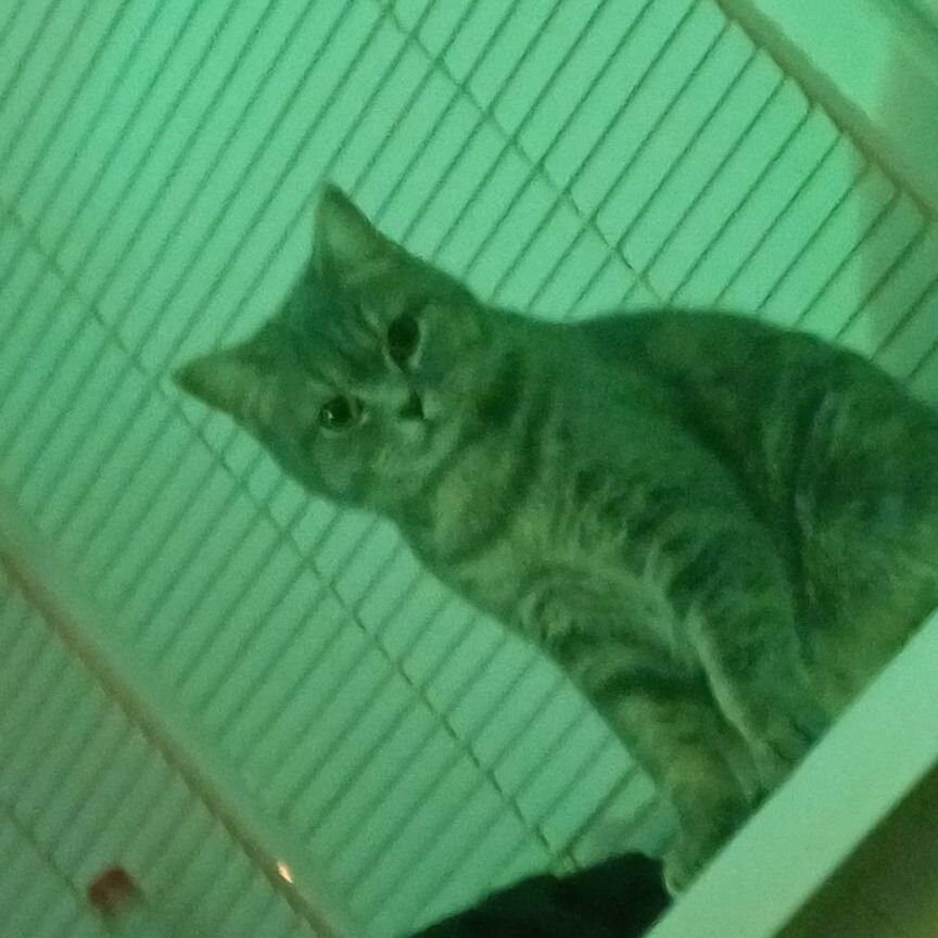 Отдам бесплатно Кошку