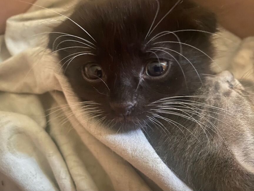 Котята отдам бесплатно