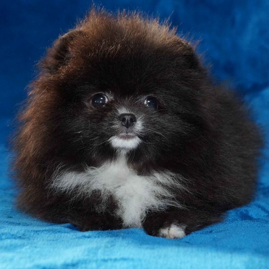 Девочка ночка