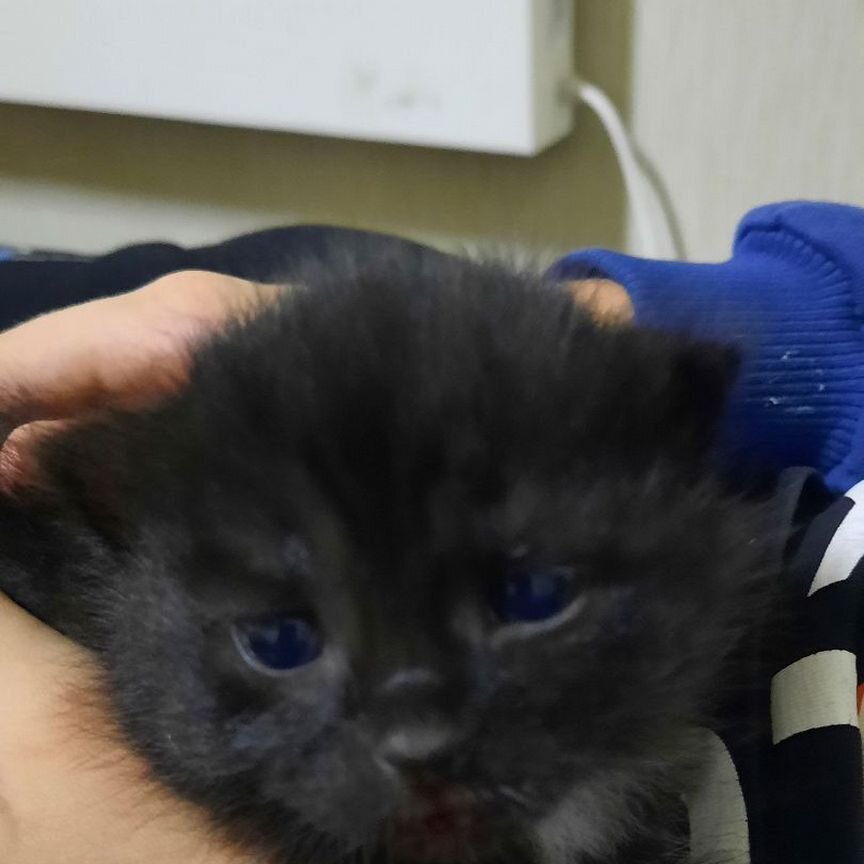 Кошечка
