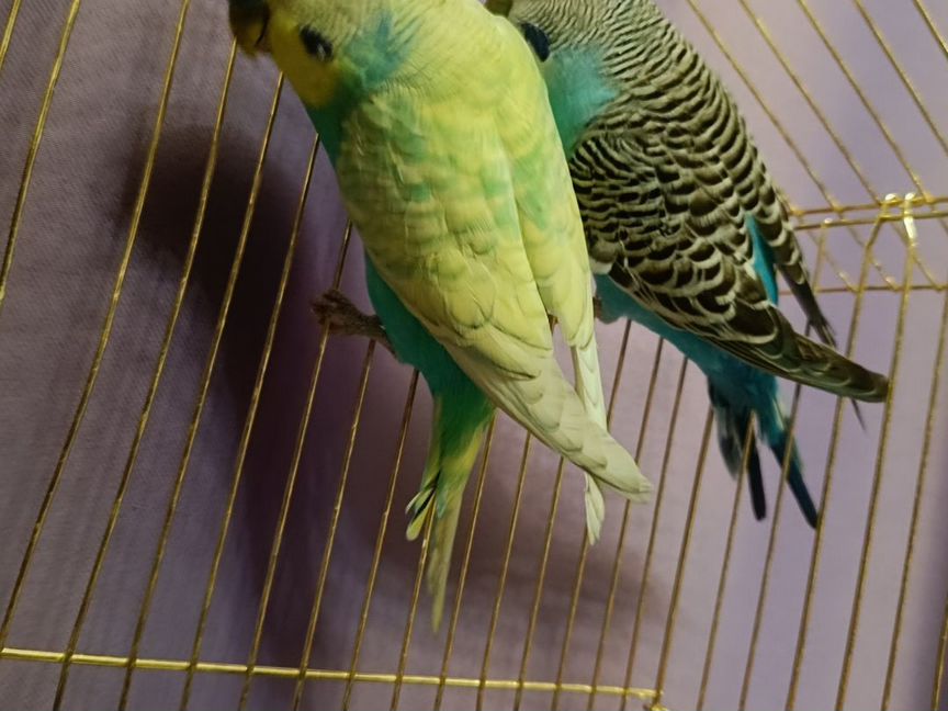 Волнистые попугаи с клеткой
