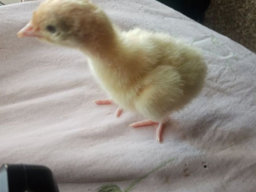 Выведу на заказ индюшат бронза и бшг