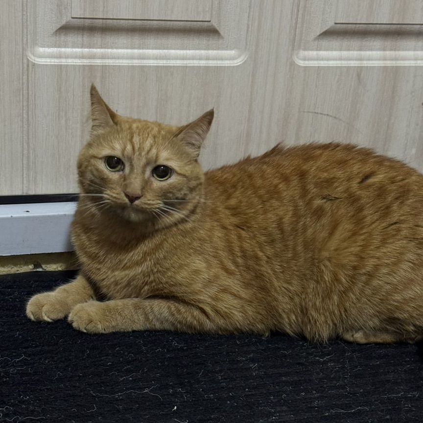 Взрослый кот в добрые руки