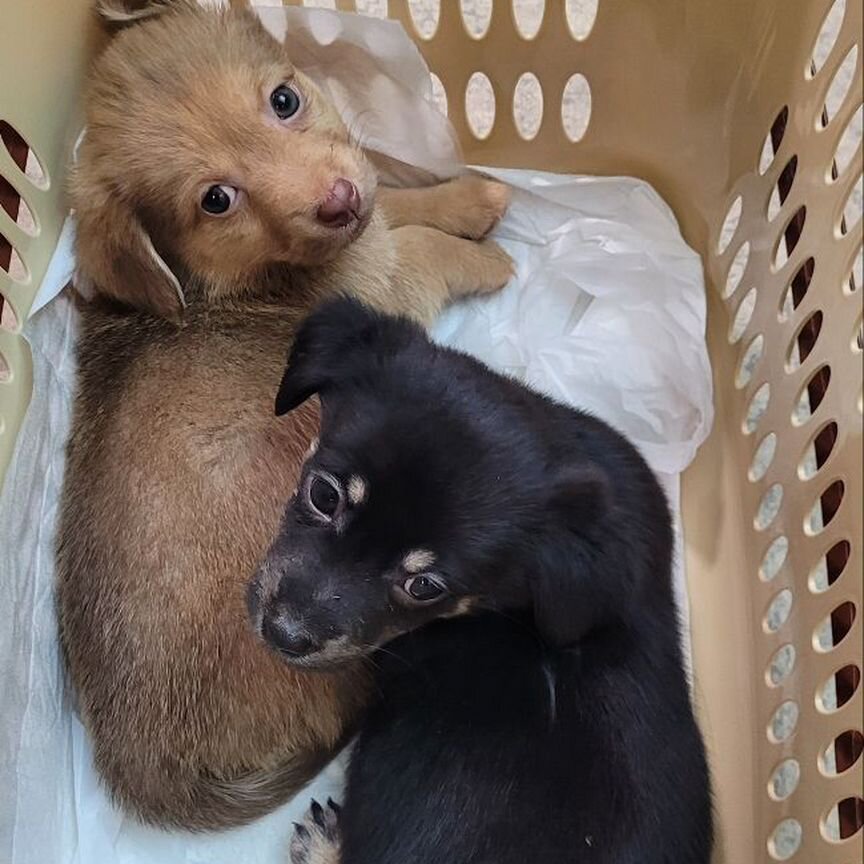 Щенки беспородные