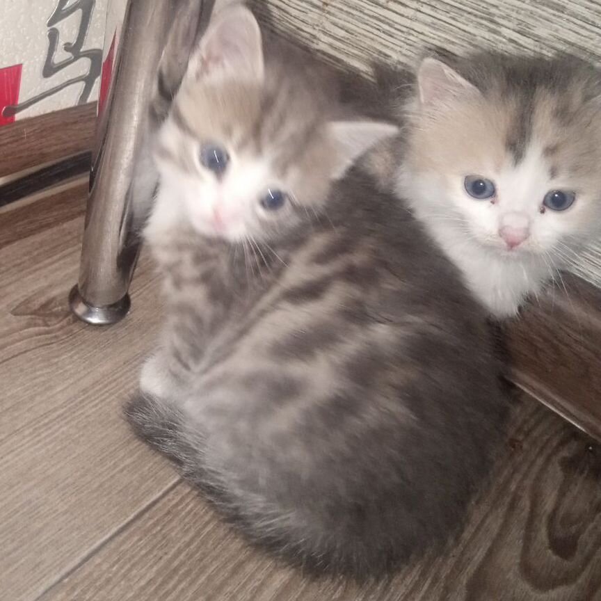 Котята в добрые руки бесплатно