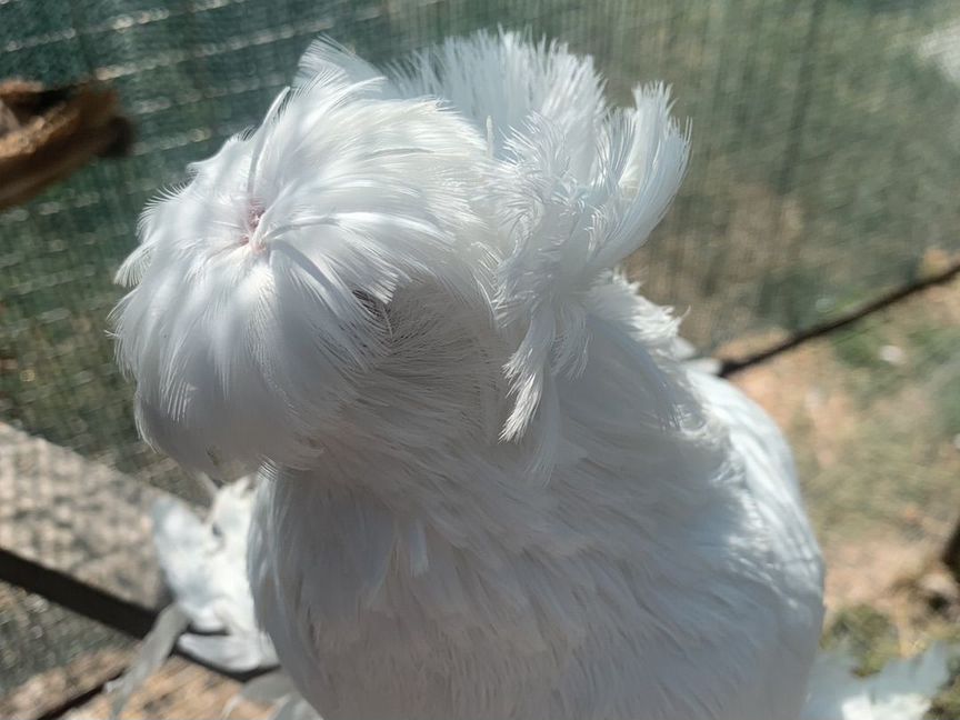 Продажа голубей