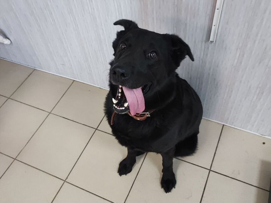 Метис лабрадора