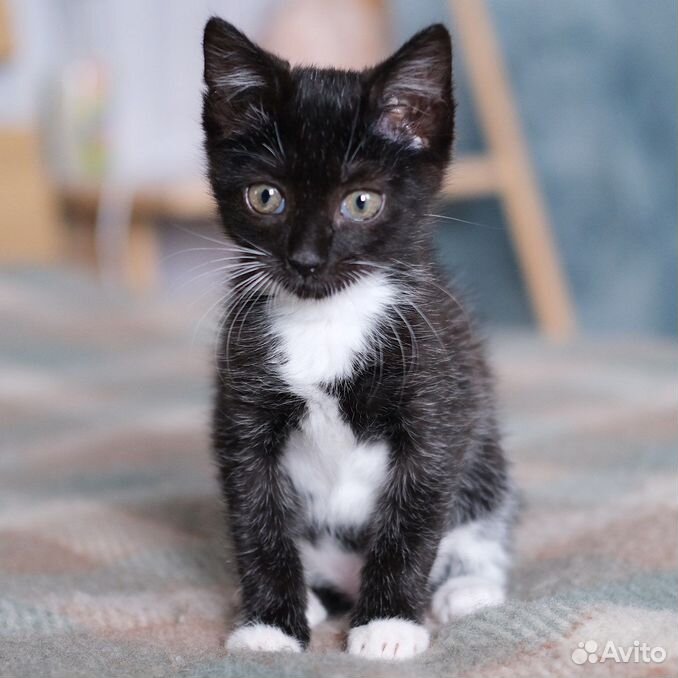 Очень ласковый, контактный котёнок мальчик 2,5 мес